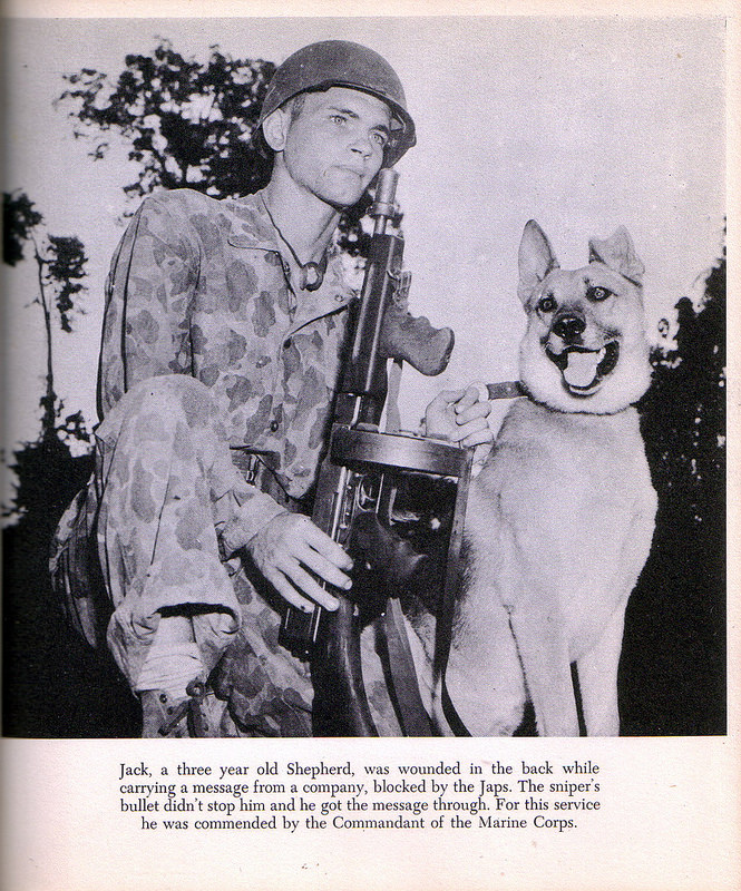 WWII War Dog Photos With Handlers With TSMG - Thompson Submachine Gun ...