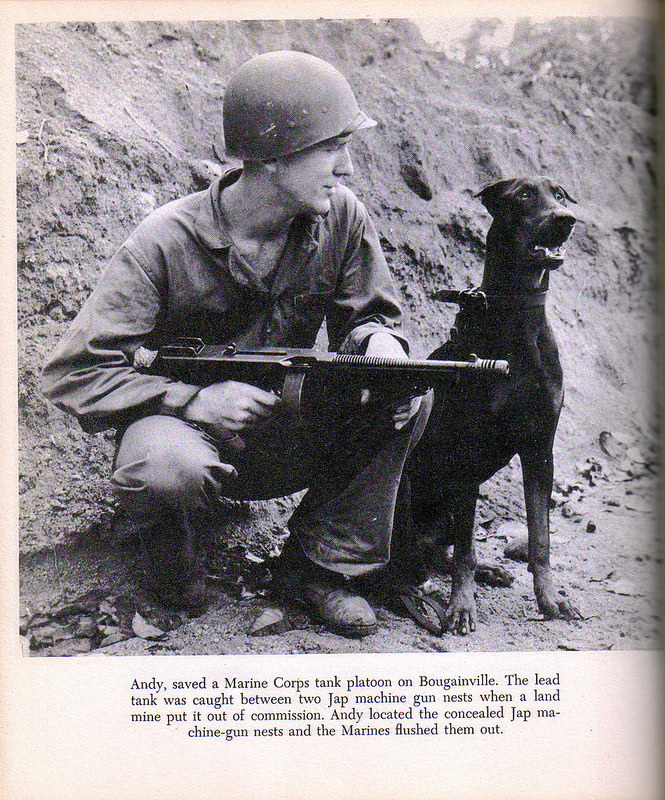 WWII War Dog Photos With Handlers With TSMG - Thompson Submachine Gun ...